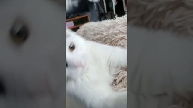 #котики #кошки #кошкивидеоприколыдослёз