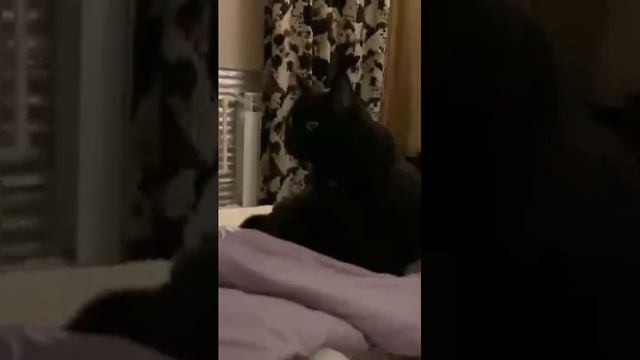 #skatertioo_dorozhka на #Twitch | Редкое животное. Почти Багира