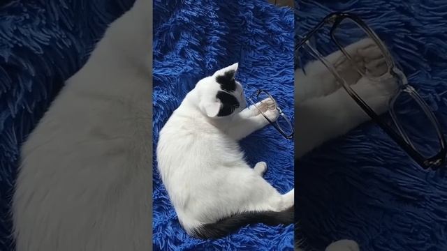 Кошка и очки.#котики #кошки #кошкивидеоприколыдослёз #cat #cats