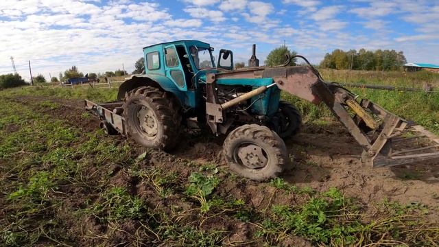 Трактор Т-40 и Зил-130 на уборке картофеля!
