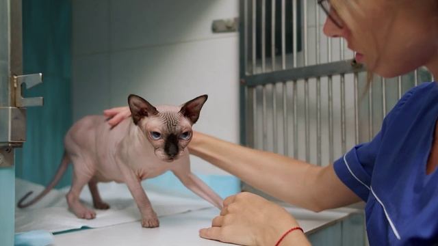 🐴 Где найти профессиональную ветеринарную помощь в Грузии?