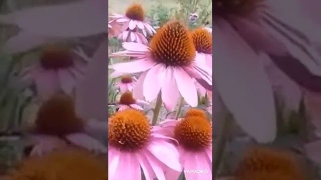 Доброе утро! Счастья Вам! Музыкальная открытка