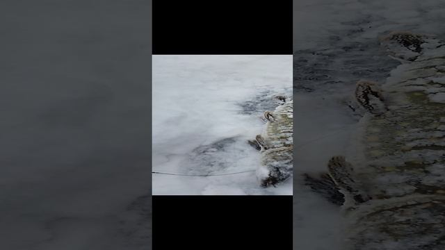 #рыбалкавкарелии #рыбалка #щука #жерлички#зимняярыбалка