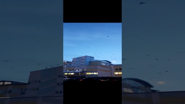 Родительское #собрание у ворон )))