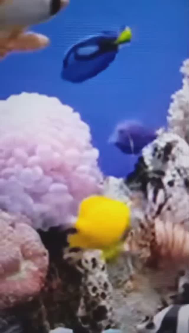 Обитатели морских глубин🤔🐠🐢