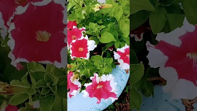 Гортензия,петунии в июле.