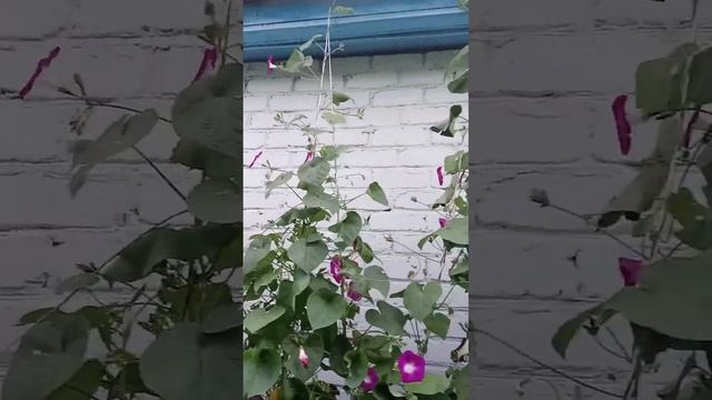 Ипомея пурпурная