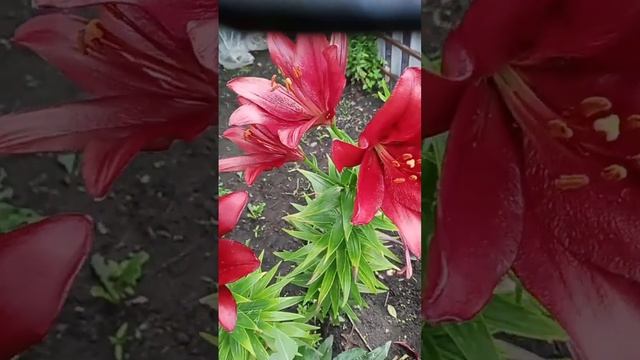 Цветы в саду.