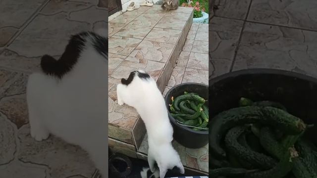 Сонька любит огурцы #кошки
