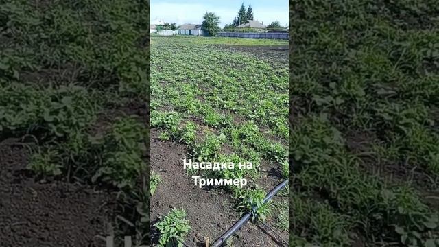 Прополка и окучивание картофеля.Насадка на триммер.
