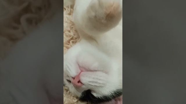 #котики #юмор