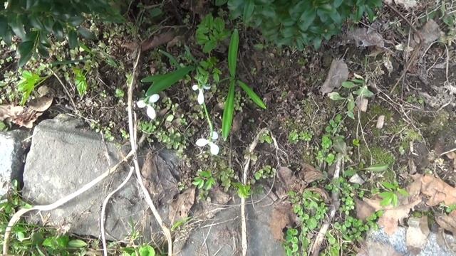 Пробуждение сада.