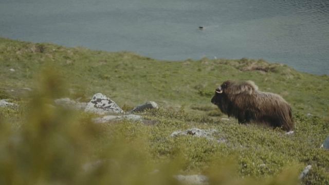 ОВЦЕБЫКИ. В МИРЕ ЖИВОТНЫХ С АЛЕКСЕЕМ ЗЛОБИНЫМ