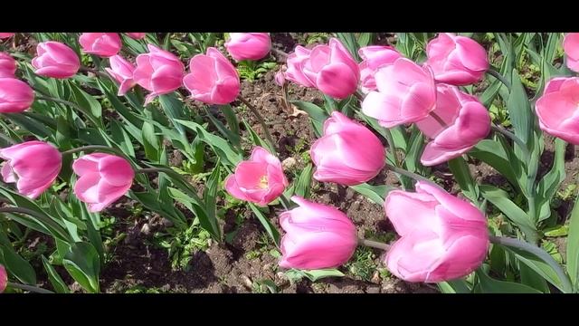 ПАРАД ТЮЛЬПАНОВ 04.04.2024НИКИТСКИЙ БОТАНИЧЕСКИЙ.mp4