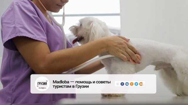 🐈 Услуги ветеринарных клиник в Грузии: что доступно для вашего питомца?