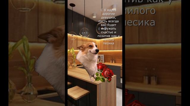 С 8 марта! #shorts  #vmg #tiktokvideo #dogs  #funny
