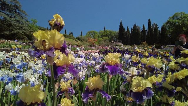 Бал ирисов 18.05.2023