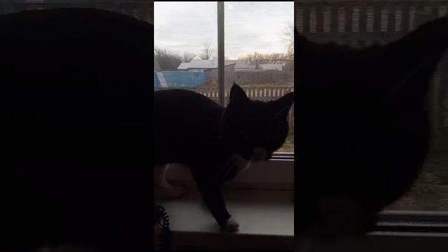 Мой кот 12 серия