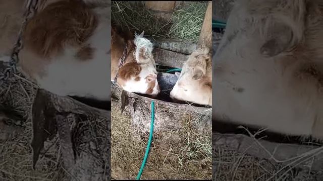 Домашние блогеры серия 32