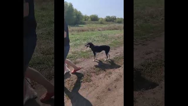 прогулка с Джемом