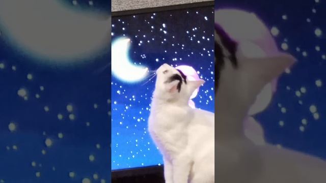 #котики #позитив #юмор