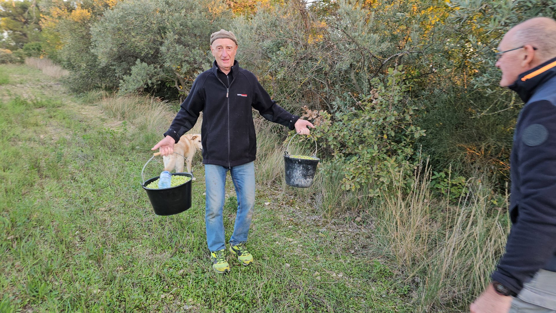 Испечём вафли с печёными яблоками, и пойдем собирать оливки 2024. Цвет настоящего оливкового масла.