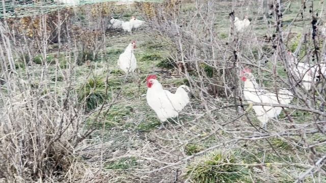 Петухи на пастбище