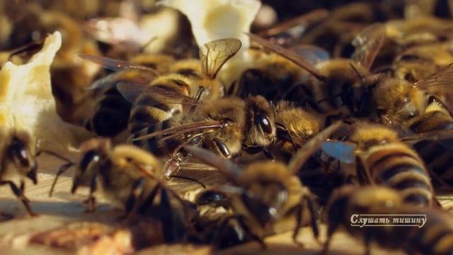 Целительные звуки жужжания пчел
