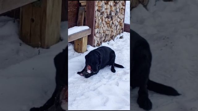 Новое занятие Черныша 🍖