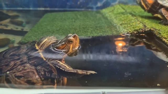 Сегодня 27 ноября, а значит "День поддержки черепах"