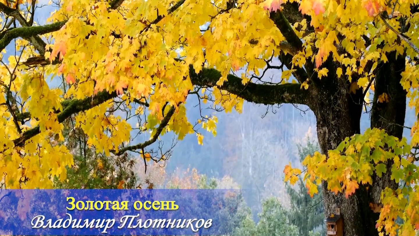 Золотая осень. Музыка Владимира Плотникова под Relaxing Chilout Rumba Flamenco Guitar Backing Track