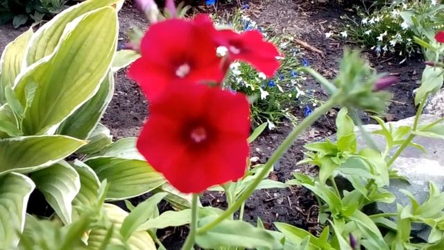 Мой цветущий сад в начале июля! 05.07.20