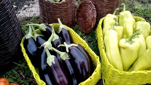 Томаты #Бычьесердце#Черри