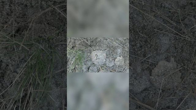 Природа шутит Случай один на миллион