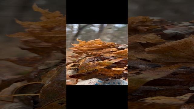 В гостях у леса