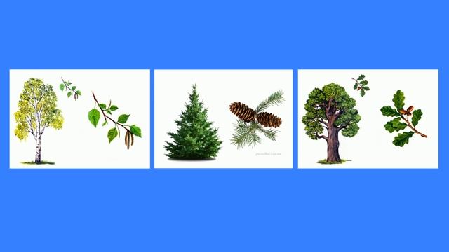 Лексическая тема. Деревья. Лес