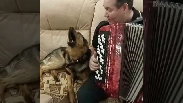 Собака поет под татарскую гармонь