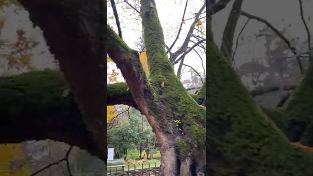 Абхазия. Город Сухум. Ботанический сад