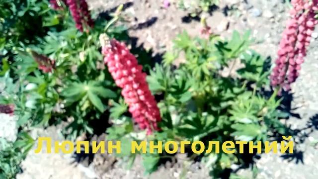 Ах! Цветы цветочки! Июнь2020