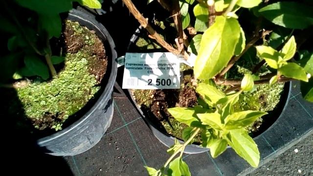 Виктория. Садовая фирма. Челябинск.