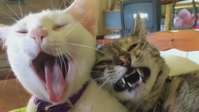 Кошки решившие влезть в кадр