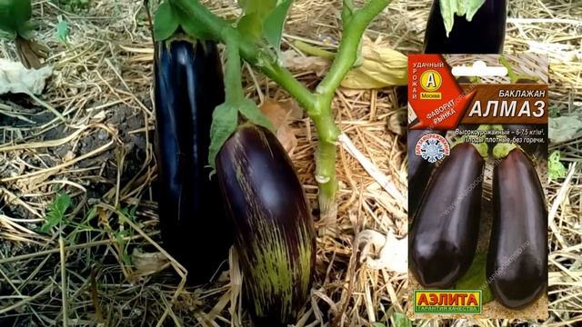 Огород 05.08.20