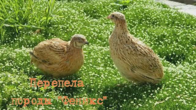 Перепела породы Феникс, режим инкубации