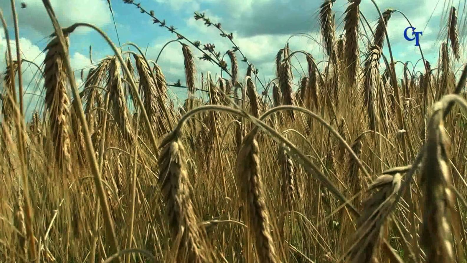 Сельское хозяйство Селивановского района