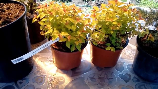 Виктория. Садовая фирма.Обзор покупок.