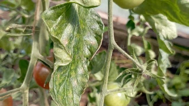 Томат черри. Вишенка черная