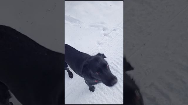 Дрессура называется 😅