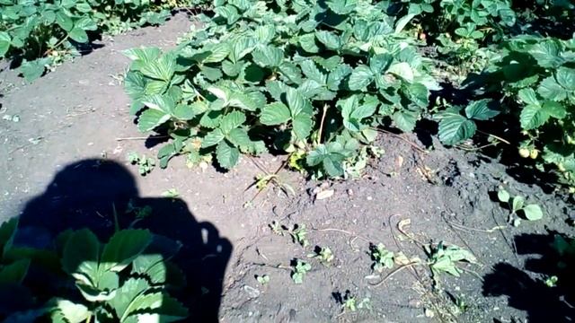 Огород 10.06.20