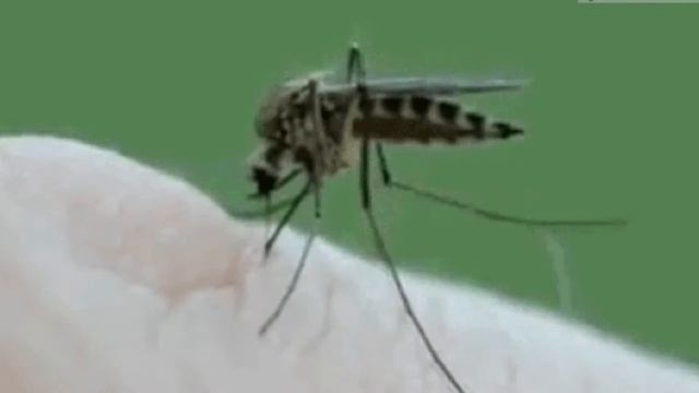 Мир природы