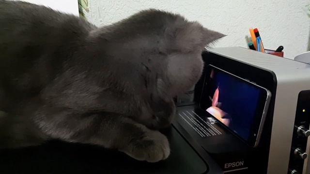 This is the best cat. En iyi kedi.
Самый лучший кот. Le meilleur chat.